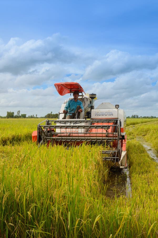 Rice Harvest stock photo. Image of shot, industry, foods - 4636684
