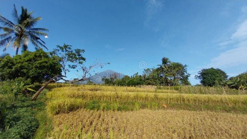 Rice Harvest with a View of the Highest Mountain in West Java ...