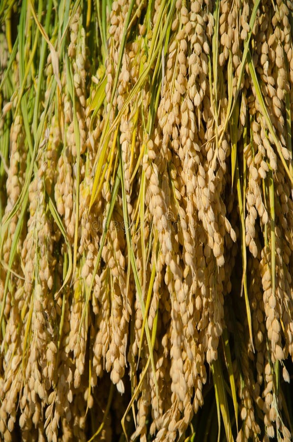 Rice stock photo. Image of farming, farm, natural, colorful - 44860416