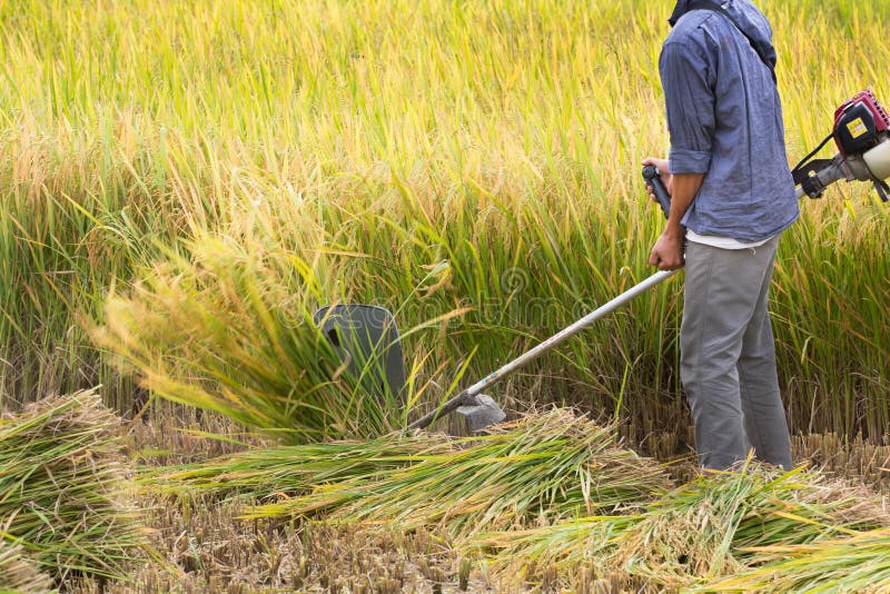 Combine Harvester On Field Harvesting Rice Editorial Image - Image of ...