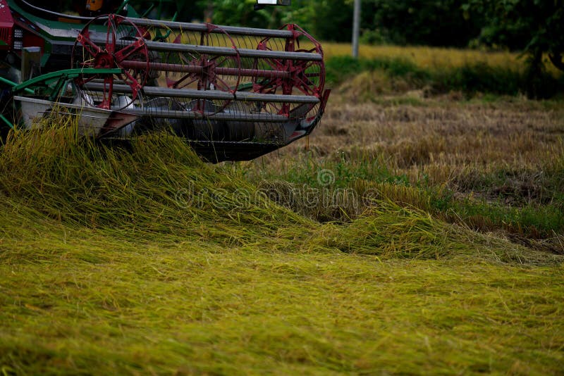 Rice Harvester in the Golden Rice Fields Ready To Be Harvested Stock ...