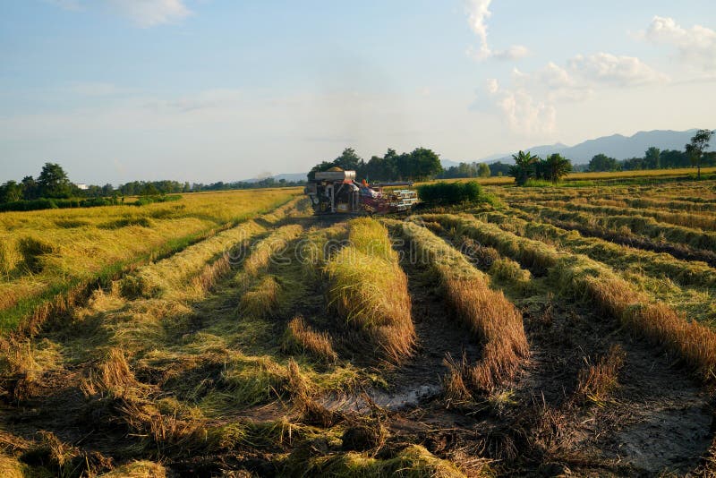 Rice Harvester in the Golden Rice Fields Ready To Be Harvested Stock ...