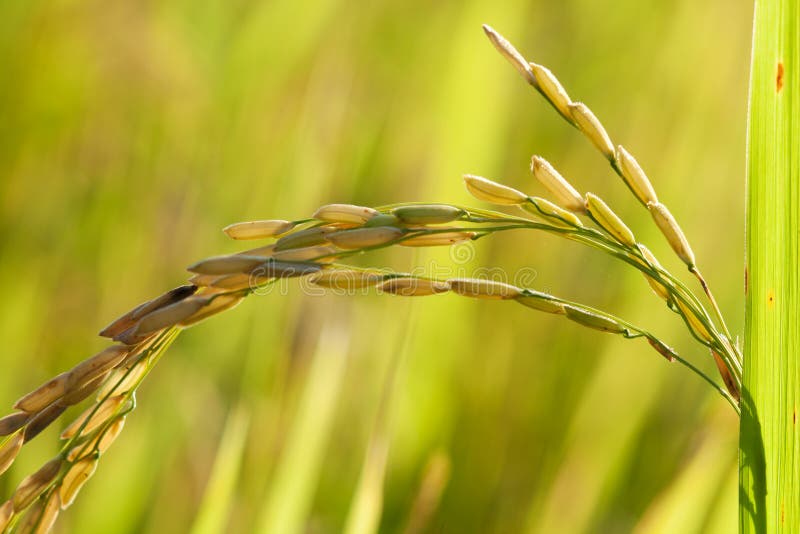 Rice before harvesting stock photo. Image of crop, field - 26754648