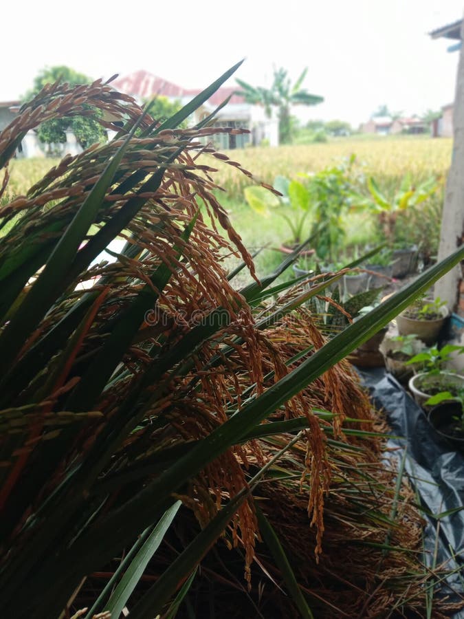 Rice Harvesting in the Fields Stock Photo - Image of green, rice: 266181202