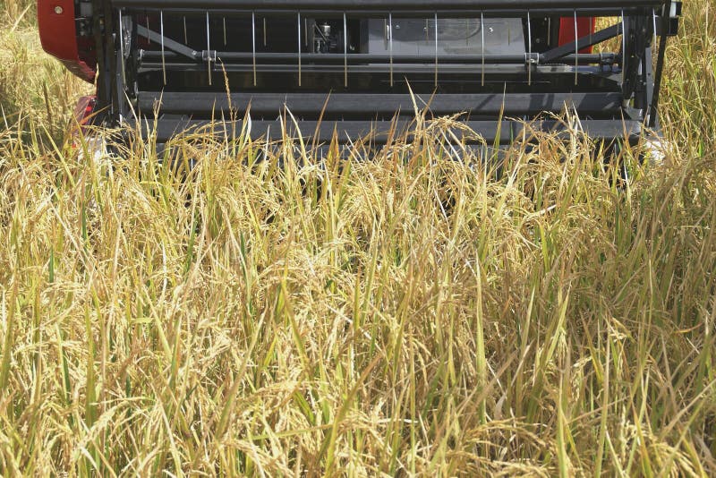Rice Harvesting Machine stock image. Image of paddy - 146574305