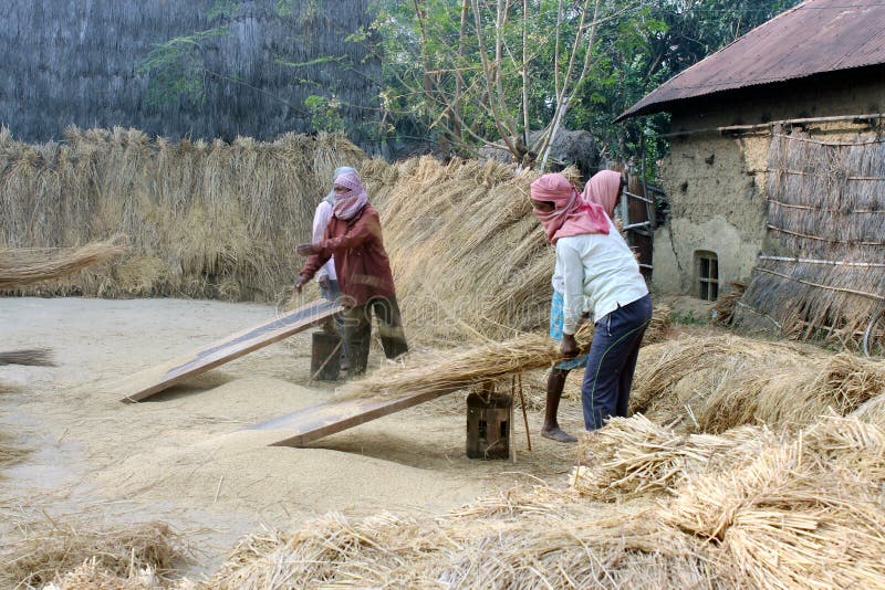 Rice harvesting. editorial photography. Image of daytime - 82907247