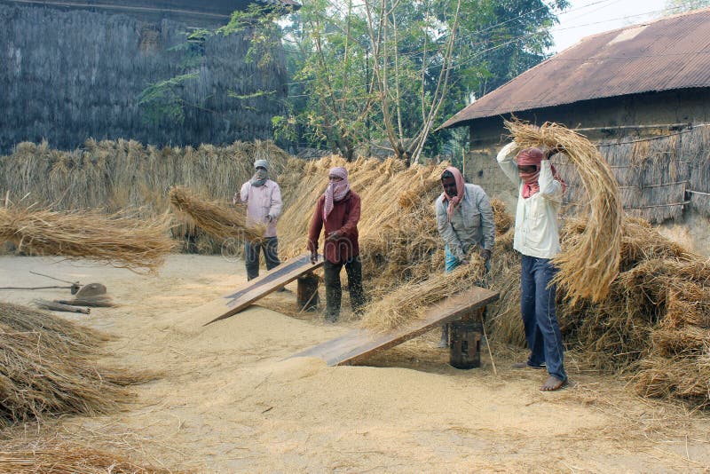 Rice harvesting. editorial photography. Image of growing - 82907567