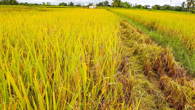 Rice Harvesting Process by Local Farmers Stock Photo - Image of ...