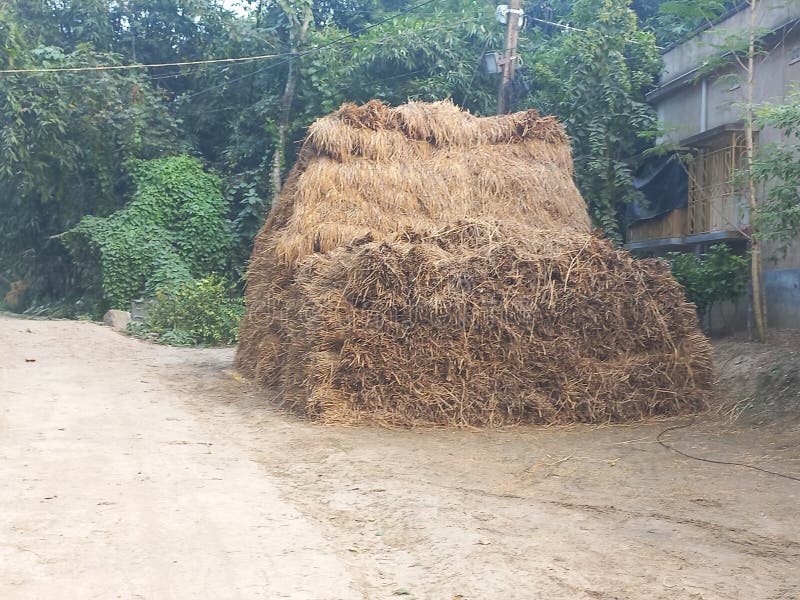 Rice Harvesting in Rural Villages Stock Photo - Image of wind ...