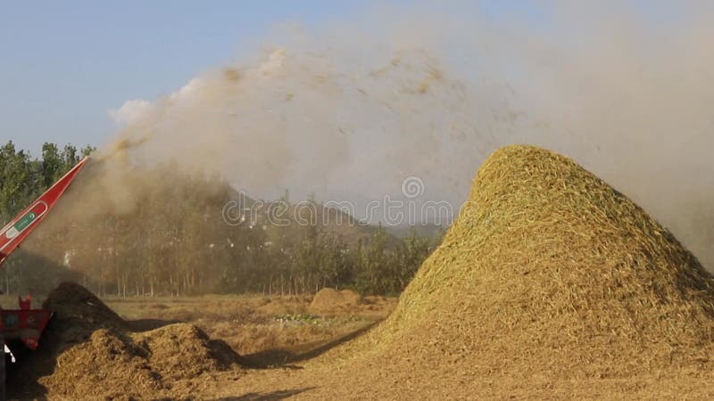 Rice Harvesting by Using Rice Threshing Machine in the Fields Stock ...