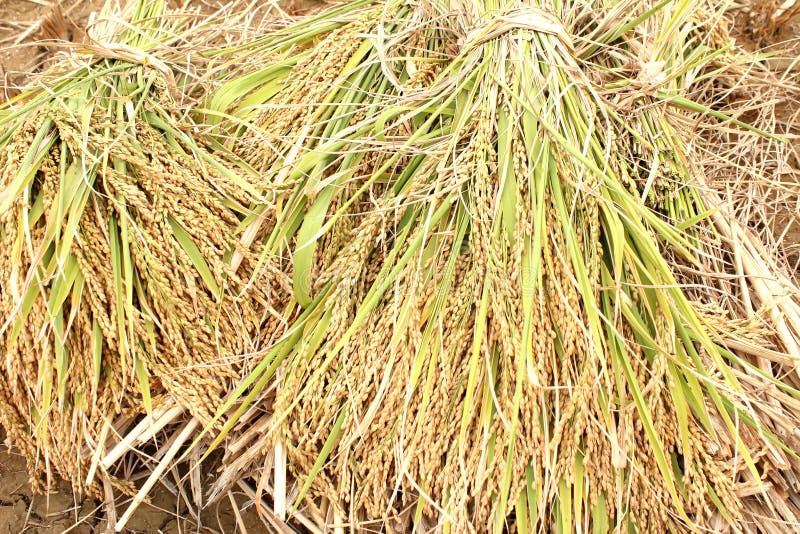 Rice Has Been Cut into Bundles Stock Photo - Image of field, plantation ...