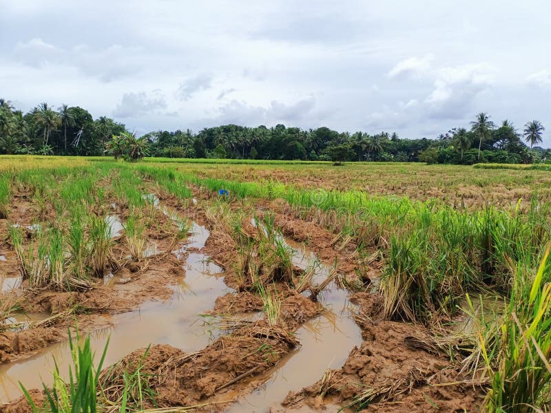 Rice that Has Been Harvested Using a Tractor is Visible, so that the ...