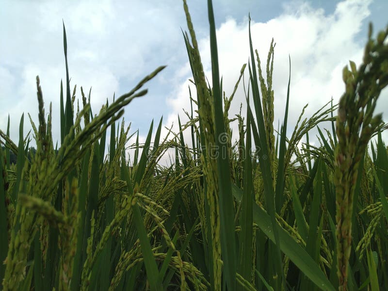 Rice that Has Borne Fruit in a Rice Field in Magetan, East Java Stock ...