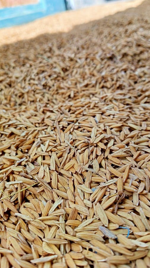 Rice that Has Not yet Become Rice Covered with Dry Skin Stock Photo ...