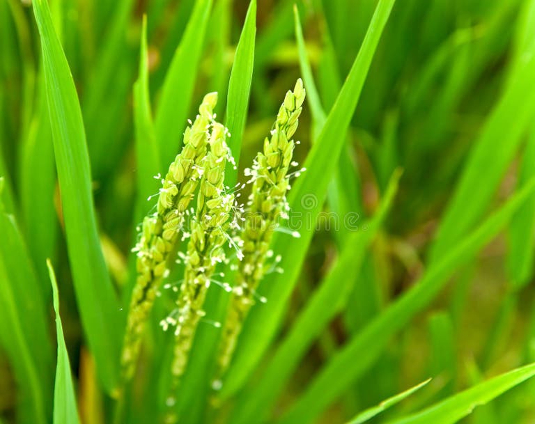 Rice head with flower stock image. Image of grass, isolated - 25410783