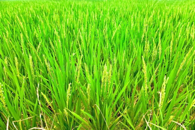 Rice head with flower stock photo. Image of green, farmer - 25410912