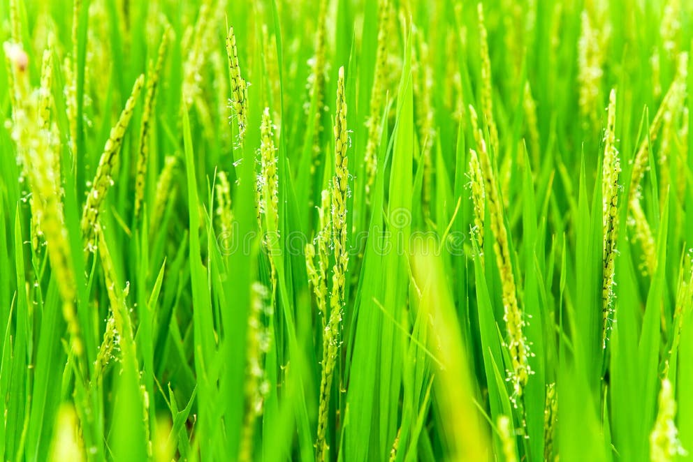 Rice head with flower stock photo. Image of flower, natural - 25411008