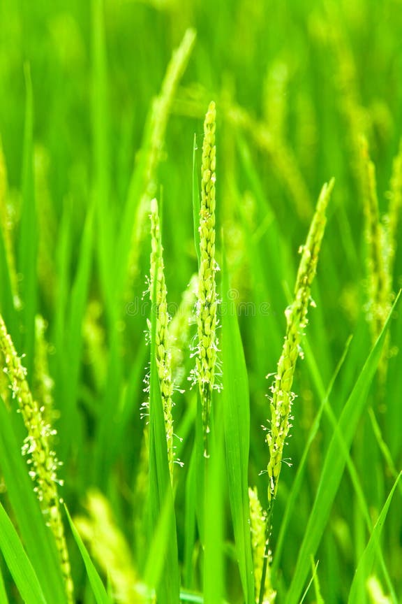 Rice head with flower stock image. Image of farmer, farm - 25411037