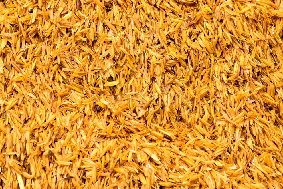 Rice hulls stock photo. Image of backgrounds, seeds, rice - 53638666