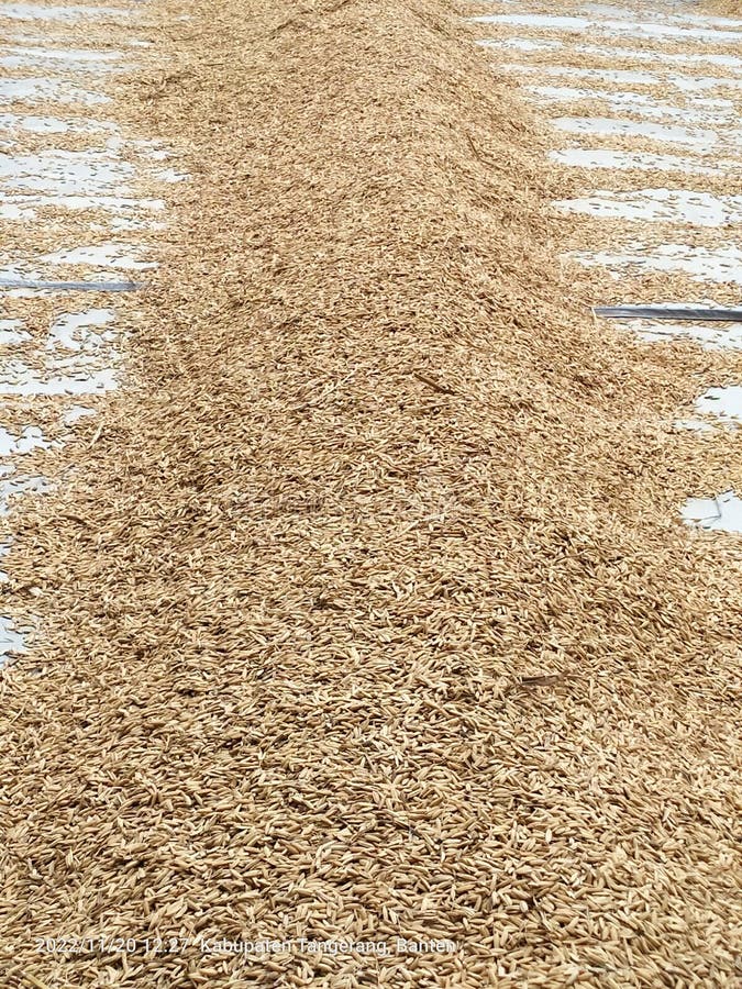 Rice Hulls stock image. Image of hulls, rice, bright - 261846169