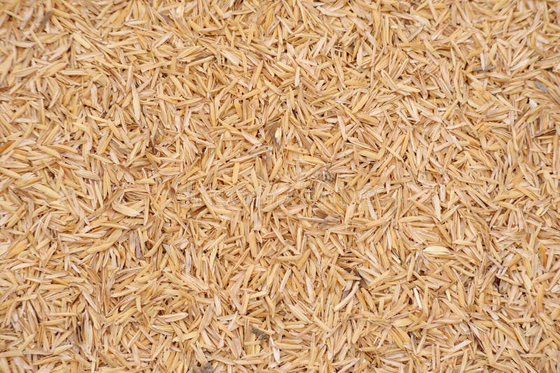 Rice Husk stock image. Image of paddyfield, leaves, cultivate - 14609007