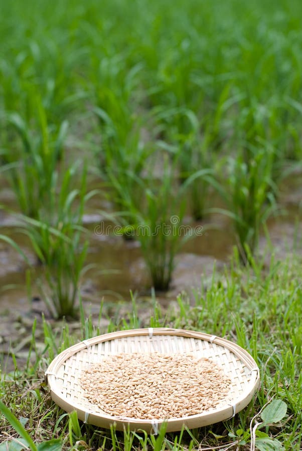 Rice husk stock image. Image of farmland, seed, leaf - 23734377