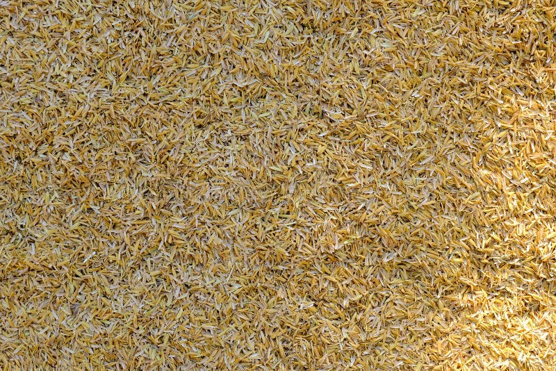 Rice husk background stock photo. Image of husks, farming - 48664224