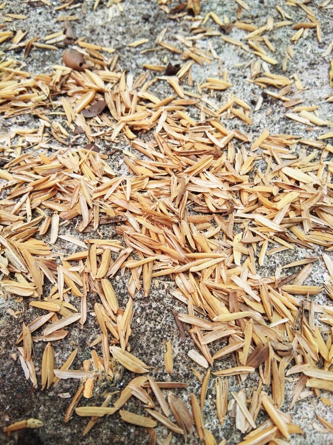 Ground Rice Husk Stock Photos - Free & Royalty-Free Stock Photos from ...