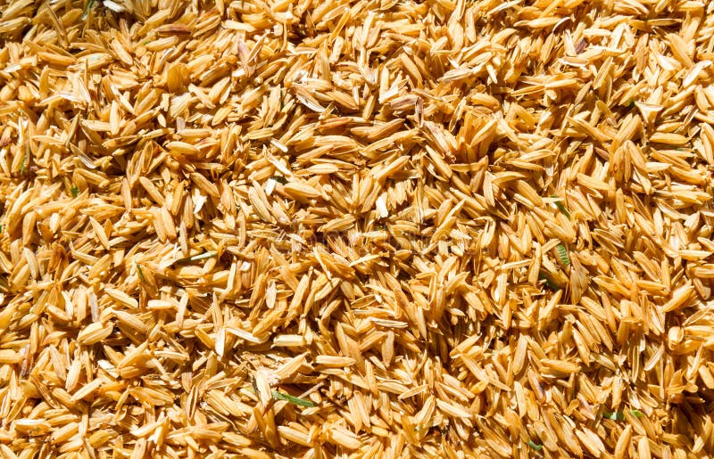 Rice husk on the floor. stock image. Image of thailand - 46801101