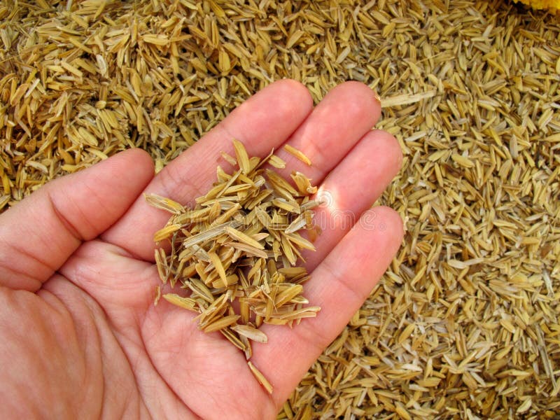 Rice husk on hand stock image. Image of cultivation, harvest - 22676375