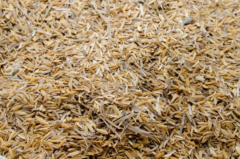 Rice husk stock image. Image of multiple, cereal, natural - 43854709