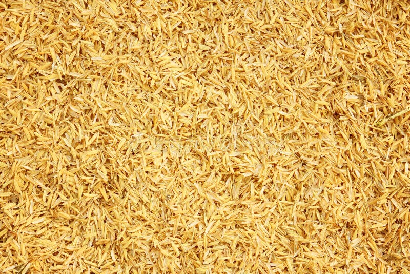 Rice Husk stock image. Image of paddyfield, leaves, cultivate - 14609007