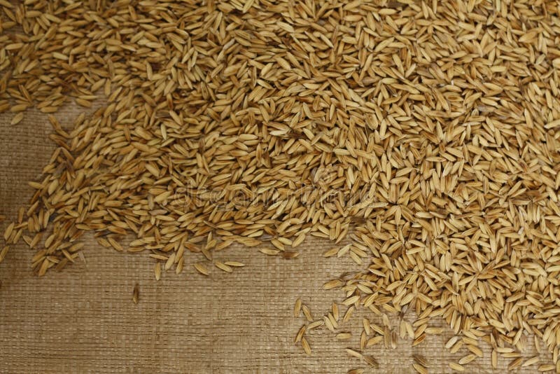 Rice with the Husk Still on, on a Blanket Drying in the Sun Stock Photo ...