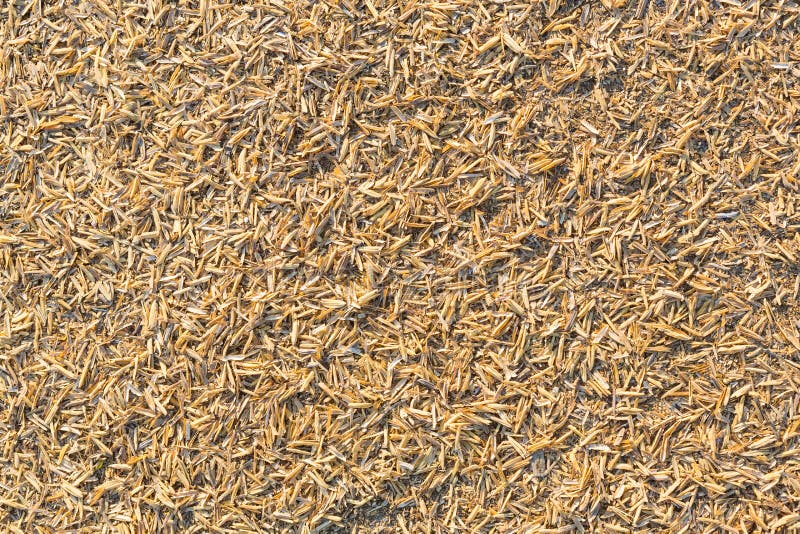 Rice husk texture stock photo. Image of grunge, feed - 32036190