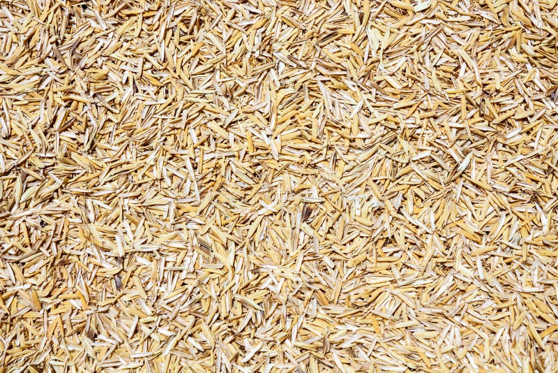 Rice Husk on White Background Stock Photo - Image of field, grain: 53602904