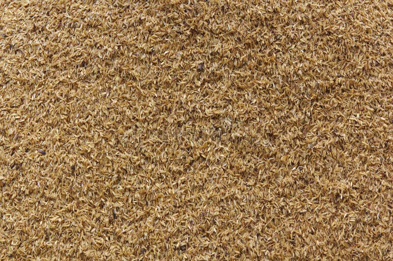 Rice Husks Taken In Natural Light Stock Image - Image of cotton, fresh ...