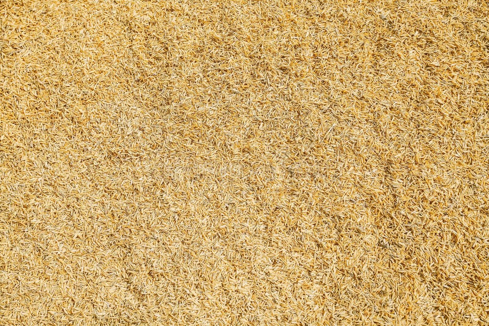 Rice husks stock photo. Image of peel, abstract, husks - 54879042