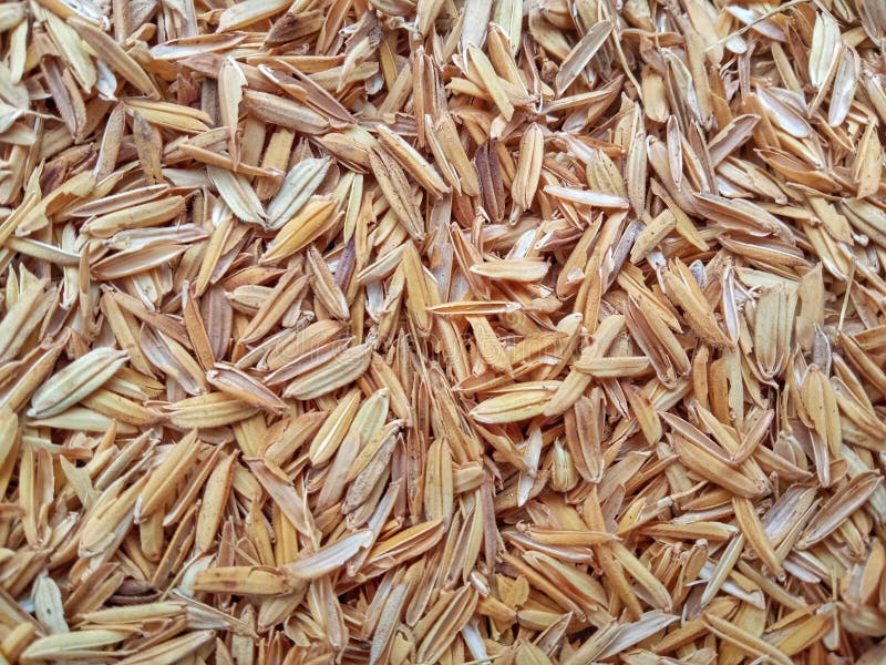Rice husks milled stock image. Image of agriculture - 209177425
