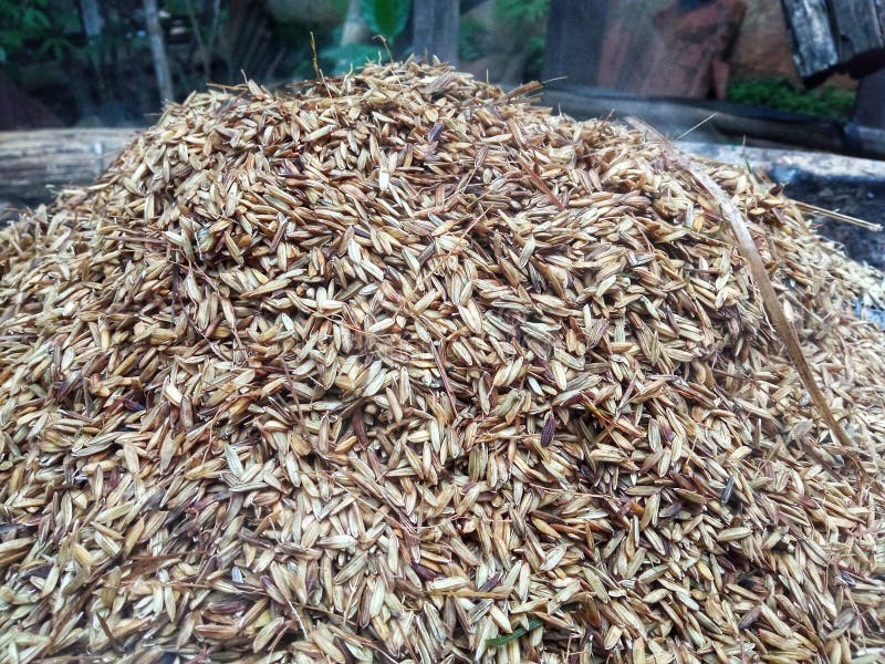 Rice Husks that are Ready To Be Burned Stock Image - Image of wildlife ...
