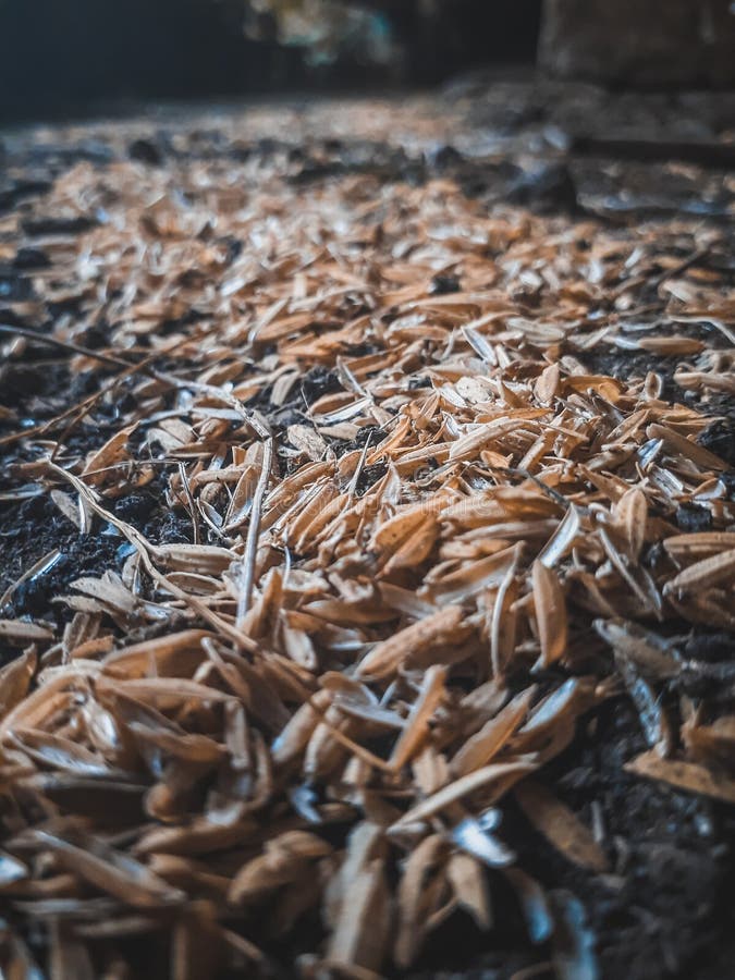 Rice Husks Scattered on the Ground Stock Photo - Image of tree, twig ...