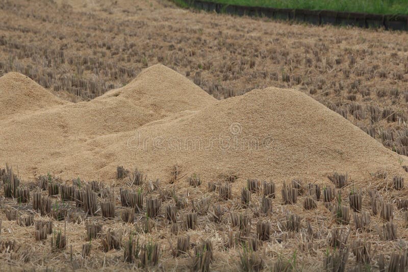 Rice Husks Taken in Natural Light Stock Image - Image of cumulus, grows ...