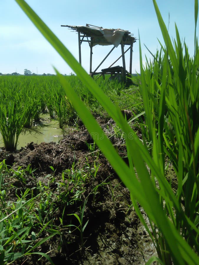 Rice hut stock image. Image of farmers, fields, rice - 264220997