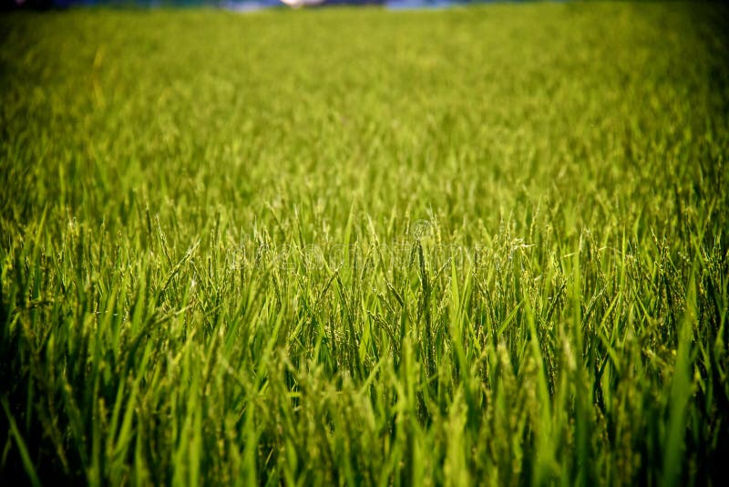 Large rice paddy stock image. Image of farm, plantation - 38944445