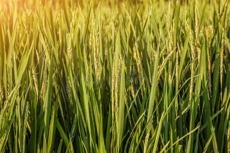 Rice in India stock photo. Image of asia, plant, harvest - 50140976