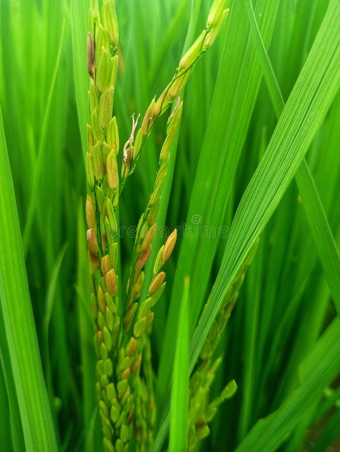 Rice Infected with Bacterial Panicle Blight Caused by Burkholderia ...