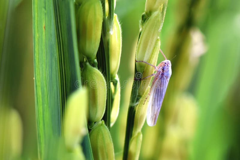 Rice Insect stock photo. Image of saigon, rice, lying - 61616850