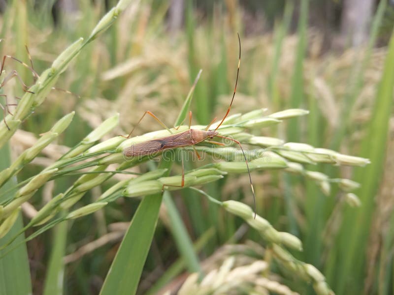 Insects On, Rice Grains On Blurry Background Stock Image - Image of ...
