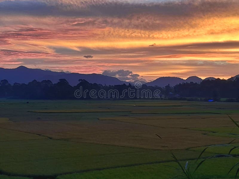 The rice kamang stock image. Image of horizon, cloud - 230099105
