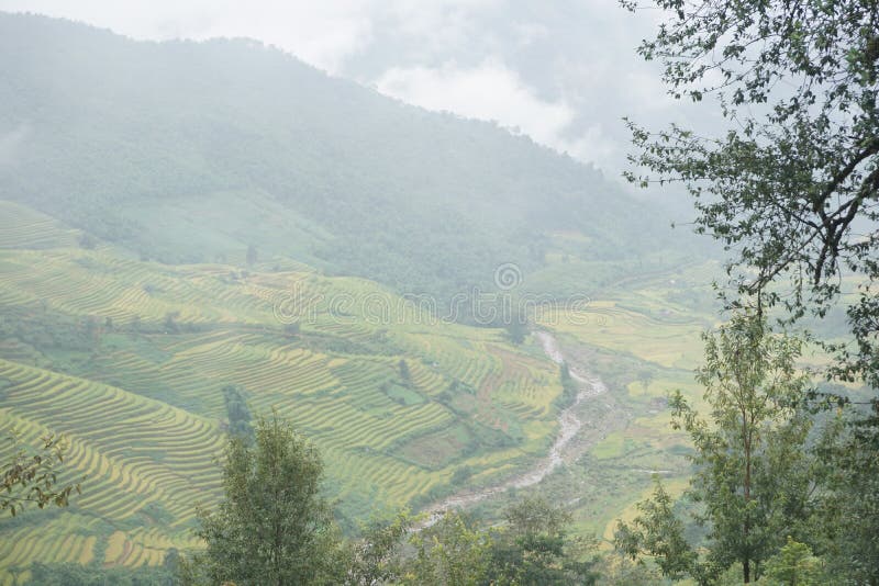Rice ladder field stock image. Image of natural, meadow - 144322451