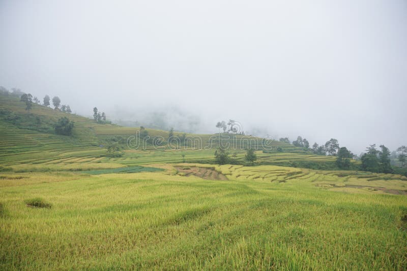 Rice ladder field stock image. Image of harvest, countryside - 144322745